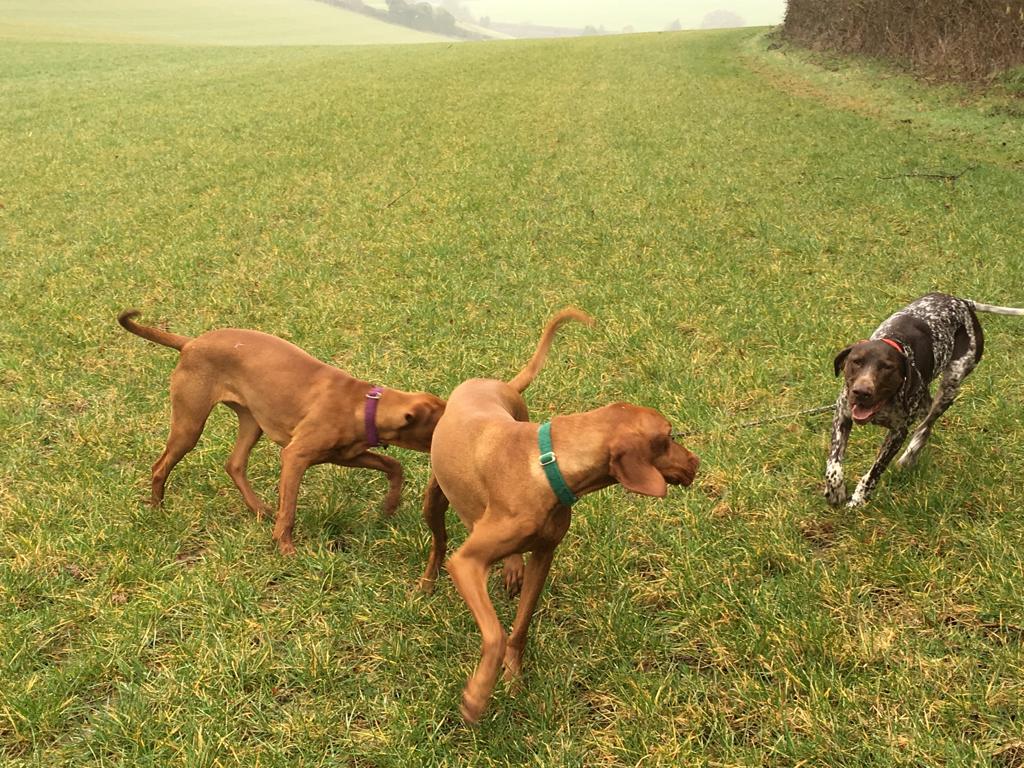 How Much Do People Charge For Dog Walking Uk
